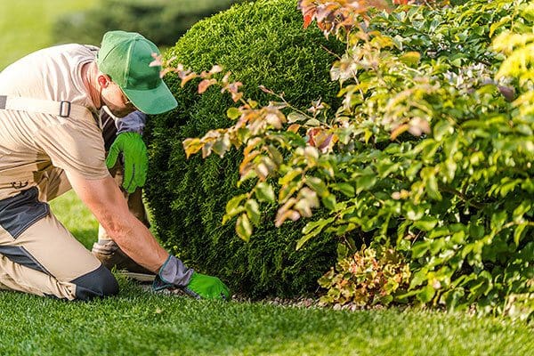 Reliable Lawn Maintenance Services | Beverly Hills Landscaping