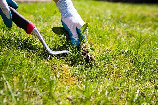 Reliable Lawn Maintenance Services | Beverly Hills Landscaping